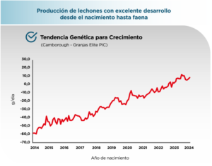 Camborough - Genética de Suínos - Agroceres PIC